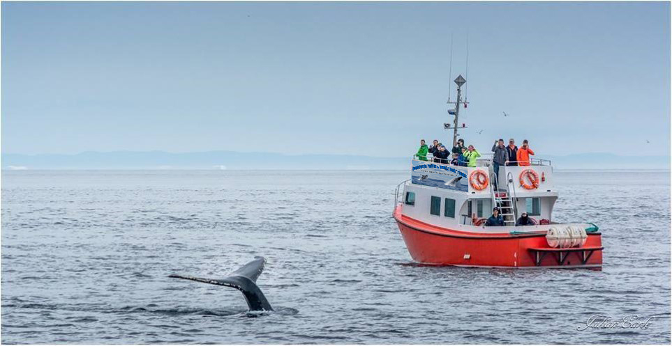 The Best Boat Tours In Newfoundland – Everoutdoor